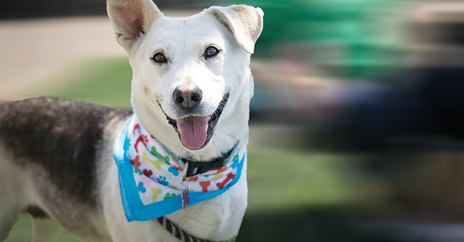 Dallas Animal Services partners with BISSELL Pet Foundation to ‘Empty ...