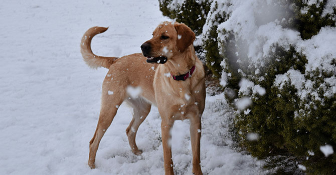 Cold weather safety advice for pets - Dallas Examiner